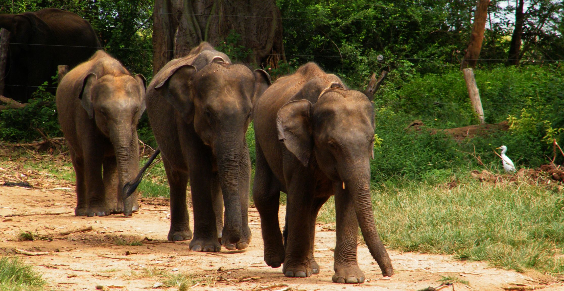 Cycle Sri Lanka: Bike challenge to Sri Lanka