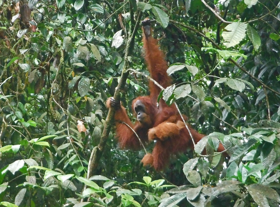 Sumatra Jungle Challenge: Trek challenge to Indonesia