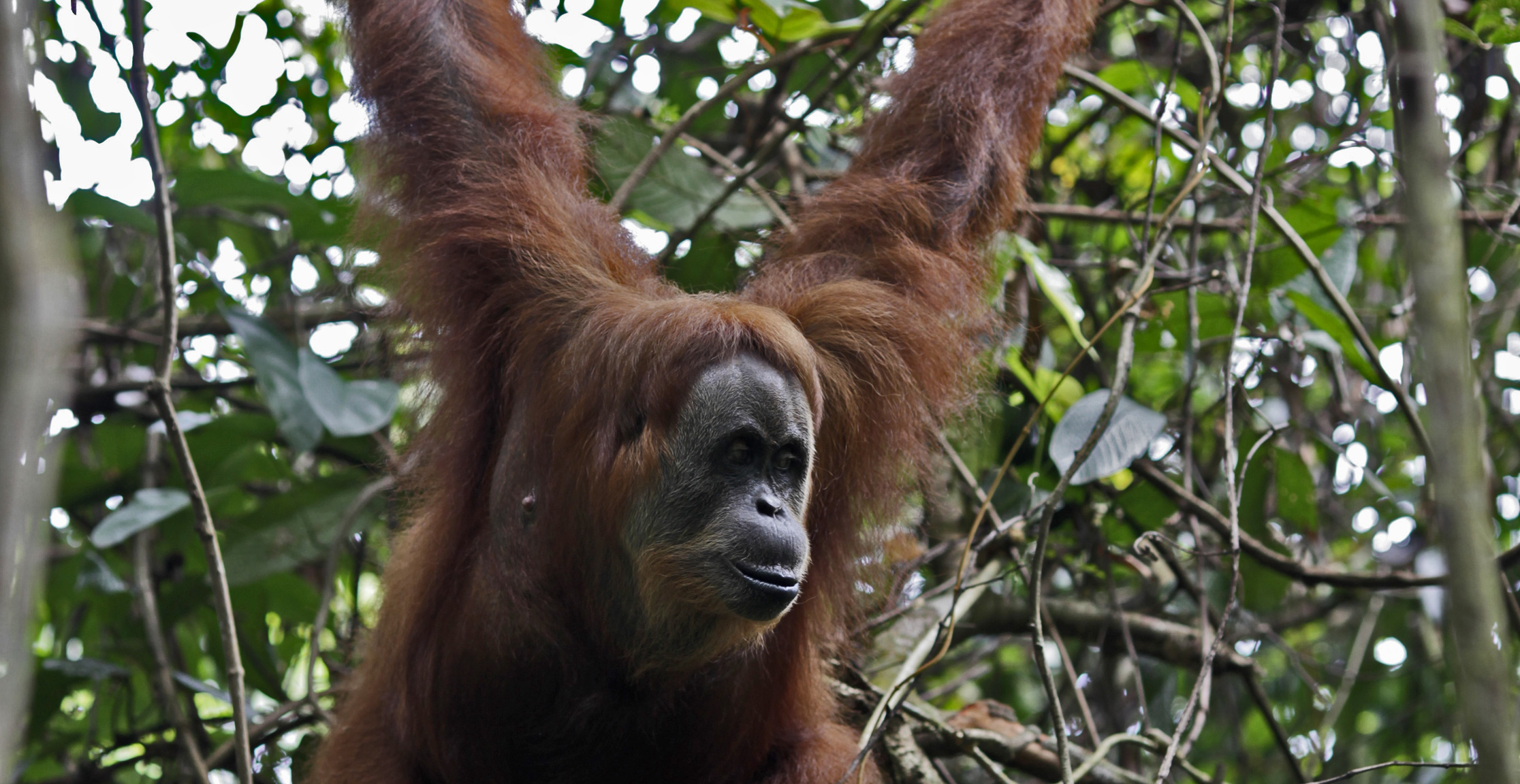 Sumatra Jungle Challenge: Trek challenge to Indonesia